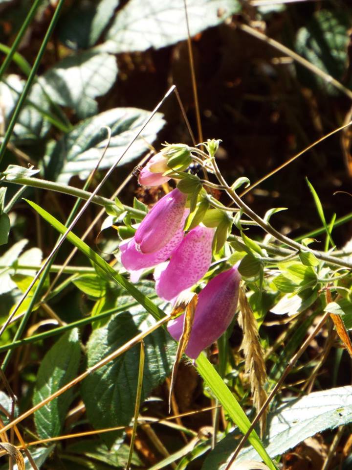 Capture - Words Of A Spoon Thief